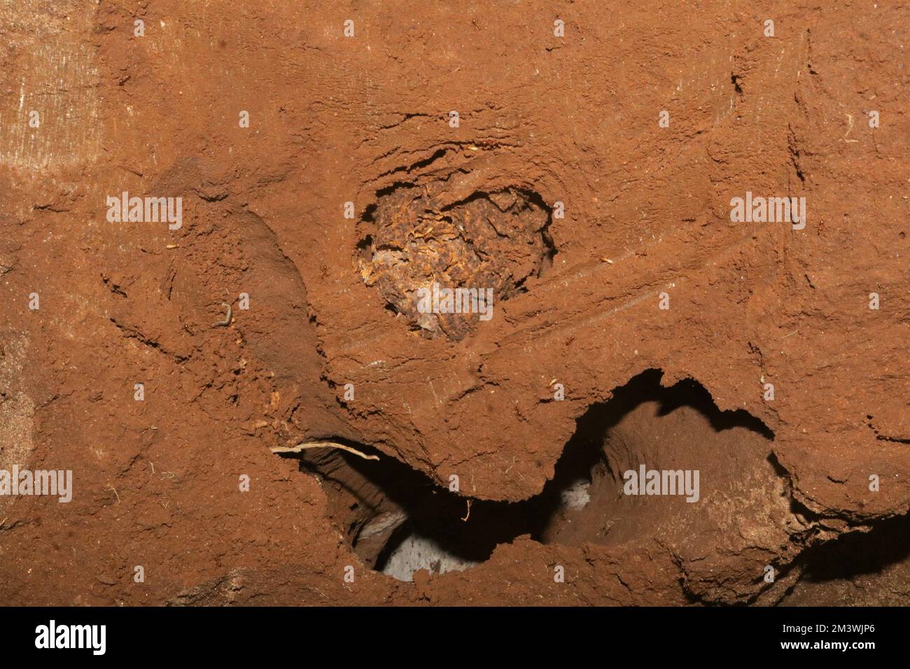 Inside termite mound Stock Photo - Alamy
