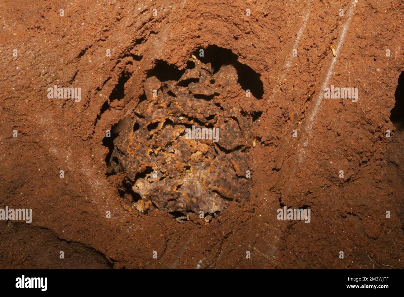 Inside termite mound Stock Photo - Alamy