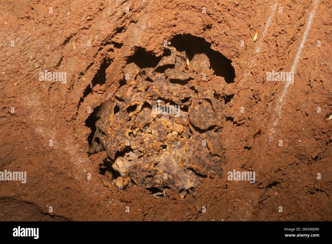 Inside termite mound Stock Photo - Alamy