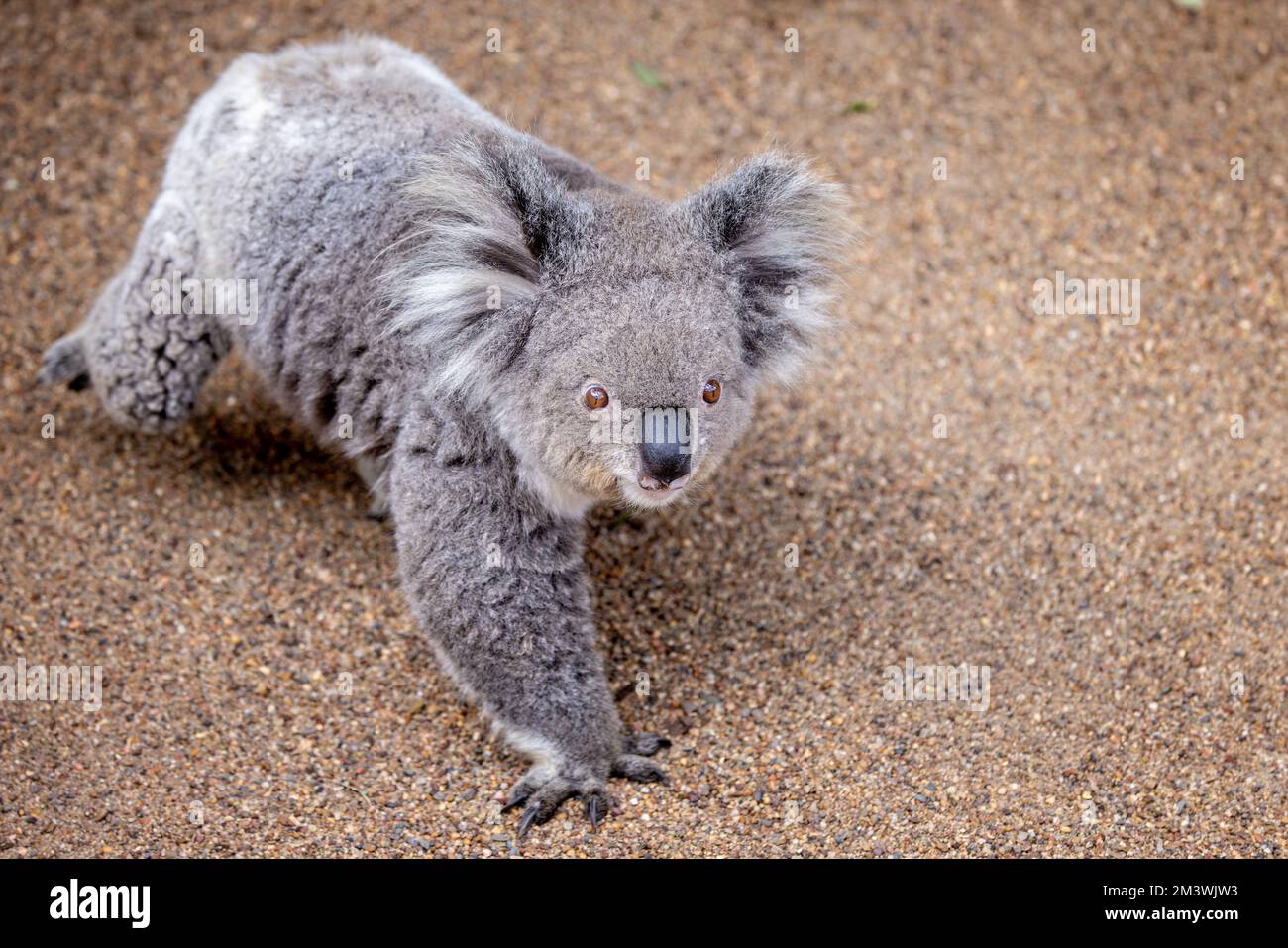 Cute Koala Bear walking on sandy ground towards camera Stock Photo - Alamy