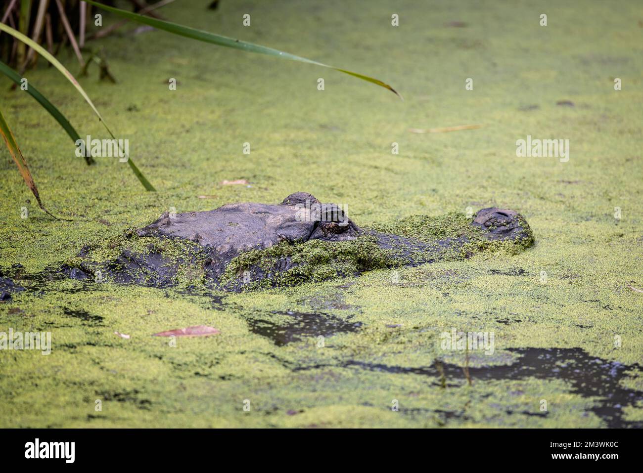 Close up of a half submerged Alligator gliding through thick green ...