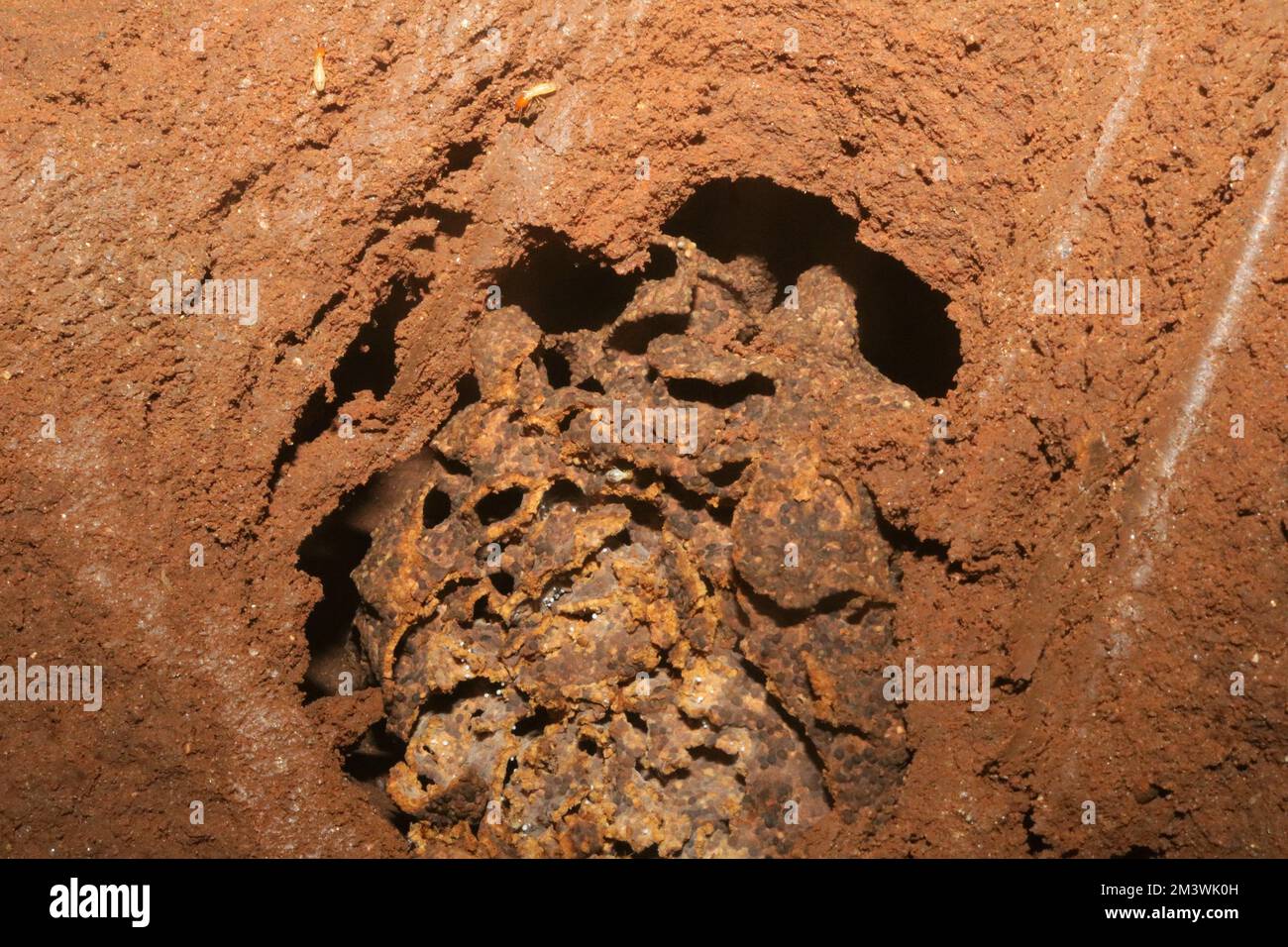 Inside termite mound Stock Photo - Alamy
