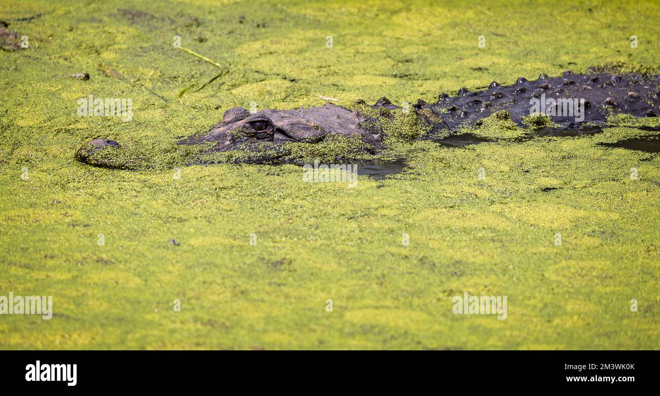 Close up of a half submerged Alligator gliding through thick green ...