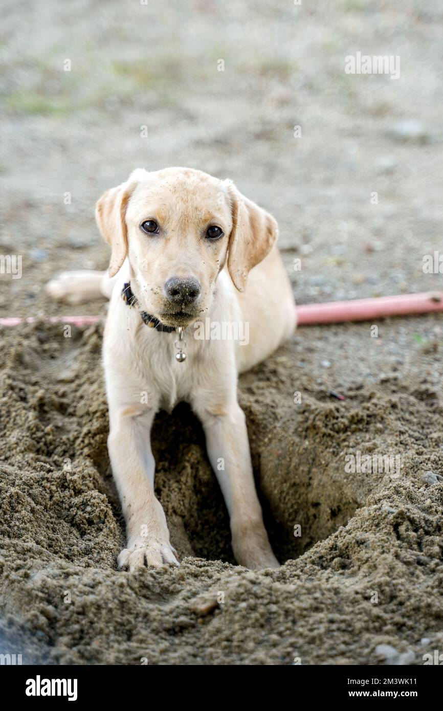 A vertical shot of a cute Labrador puppy digging a hole in the ground ...