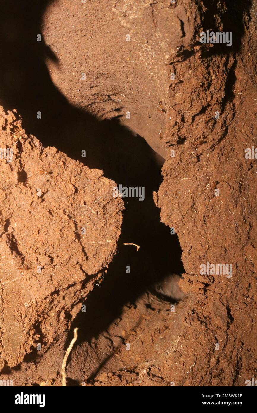Inside termite mound Stock Photo - Alamy