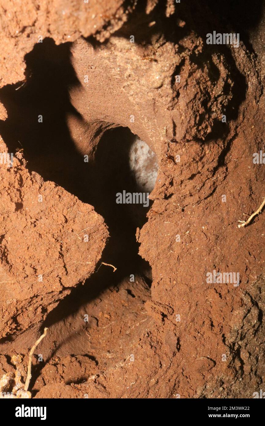 Inside termite mound Stock Photo - Alamy