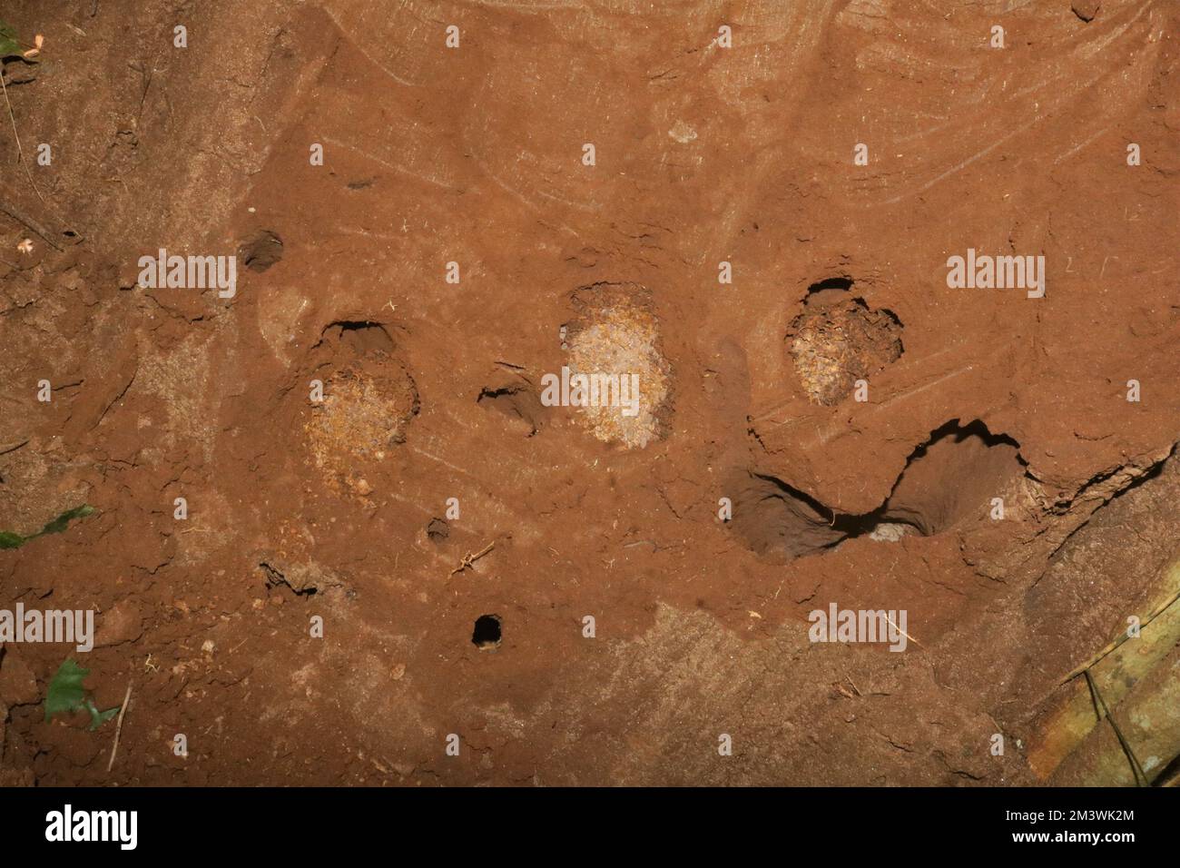 Inside termite mound Stock Photo - Alamy