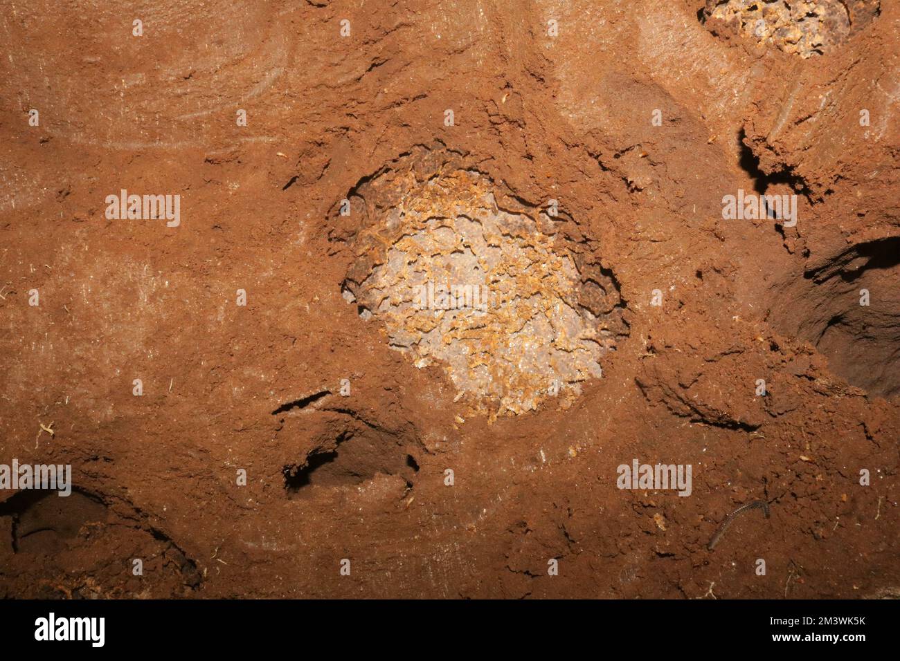 Inside termite mound Stock Photo - Alamy