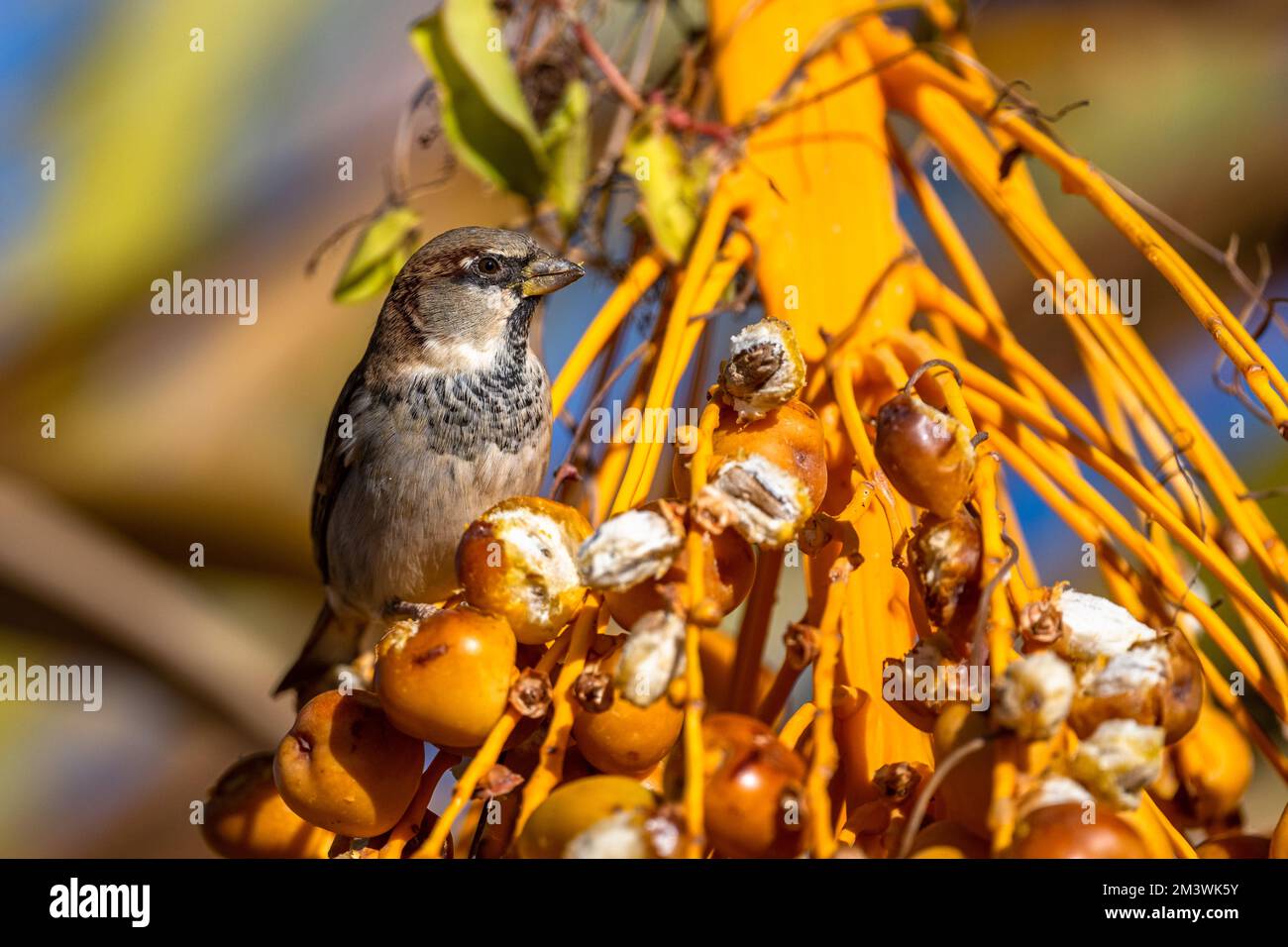 African sparrow hi-res stock photography and images - Alamy