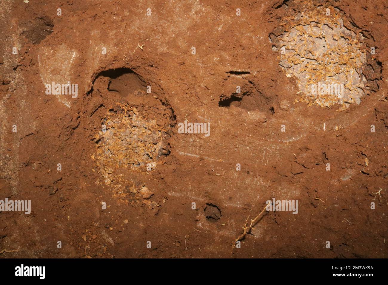 Inside termite mound Stock Photo - Alamy