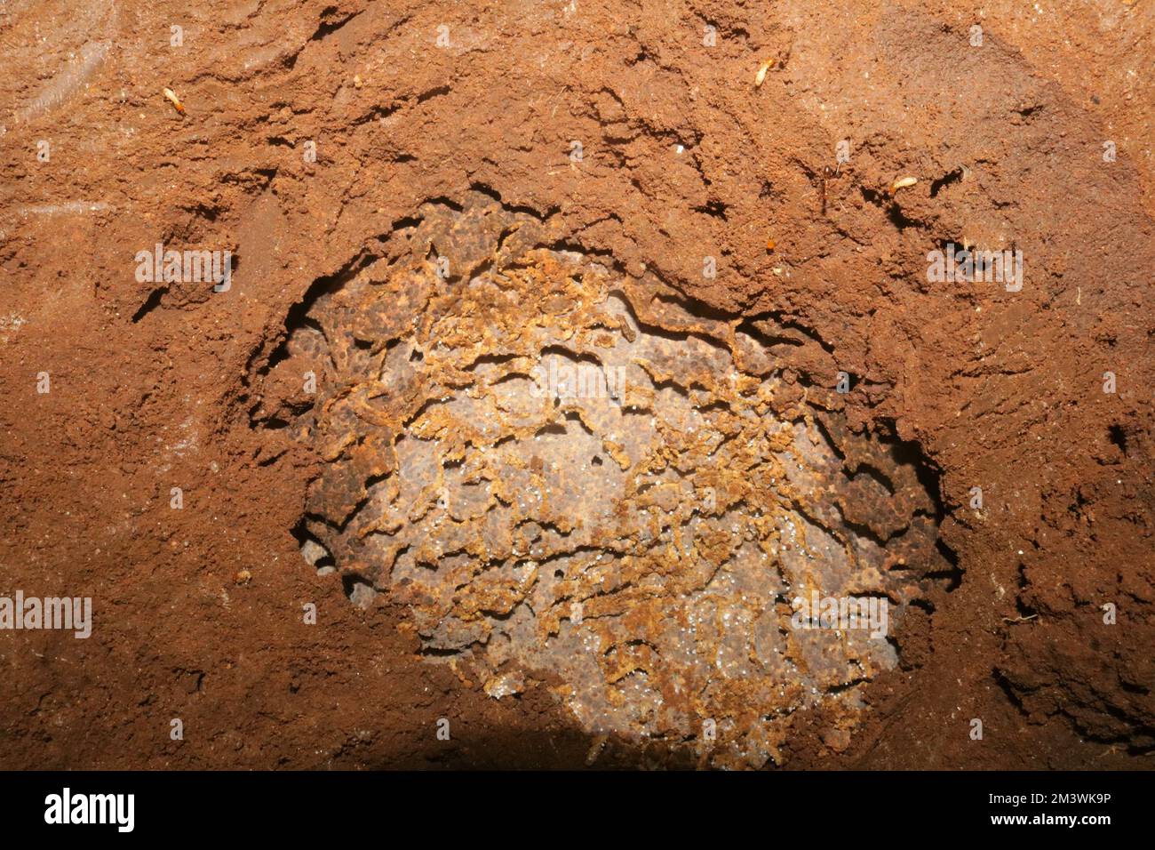 Inside termite mound Stock Photo - Alamy