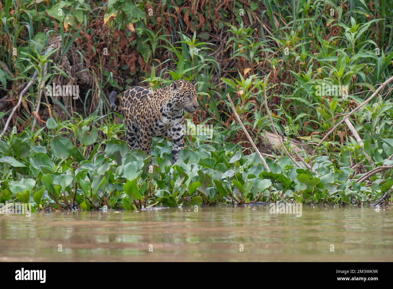 Ankle deep in water hi-res stock photography and images - Alamy