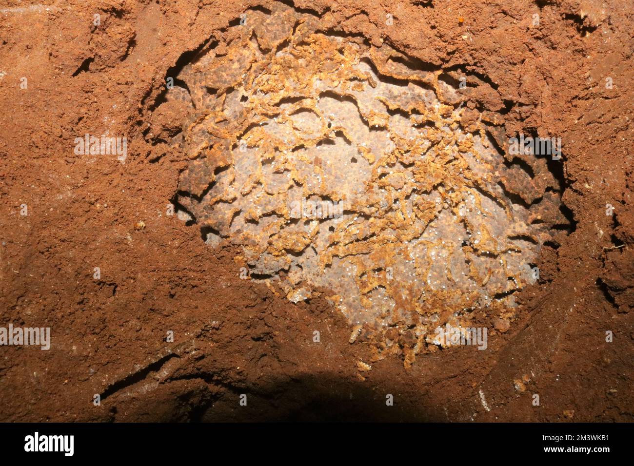 Inside termite mound Stock Photo - Alamy
