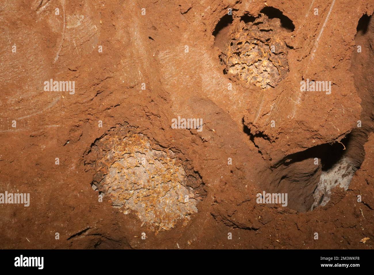 Inside termite mound Stock Photo - Alamy