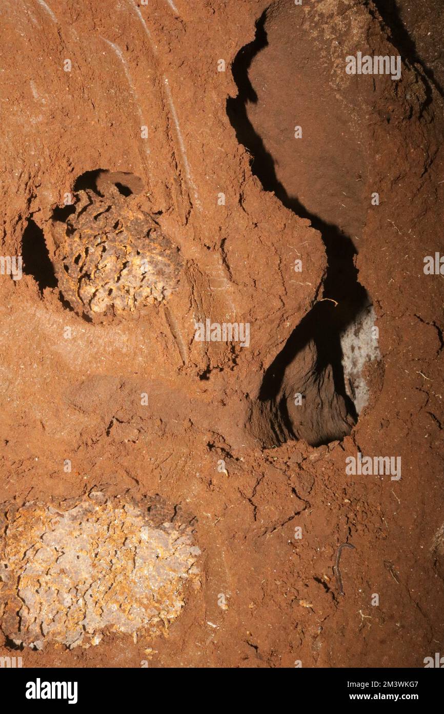 Inside termite mound Stock Photo - Alamy