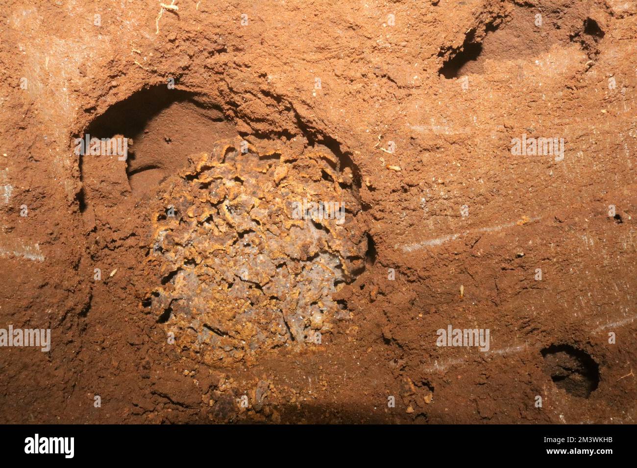 Inside termite mound Stock Photo - Alamy