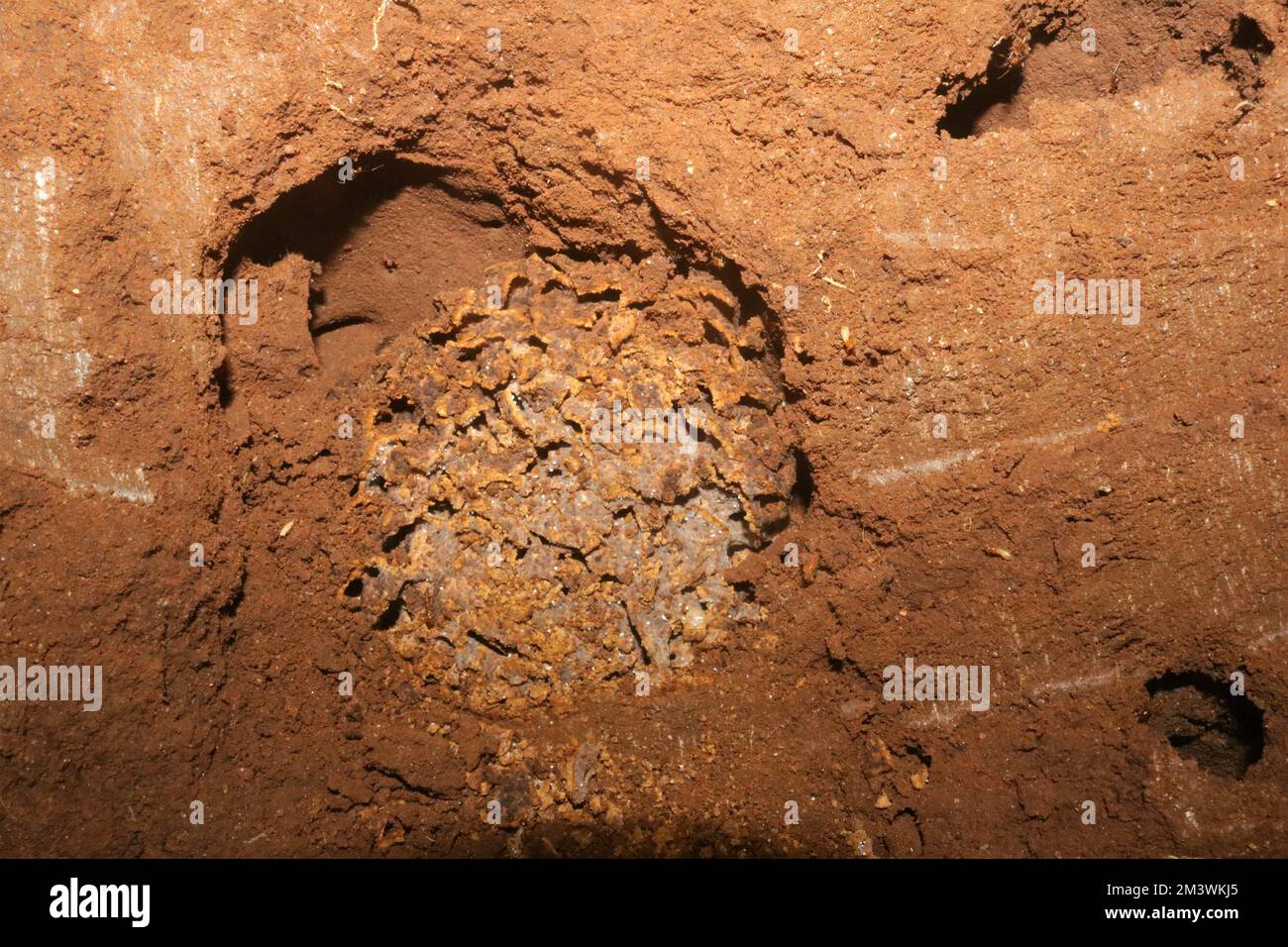 Inside termite mound Stock Photo - Alamy