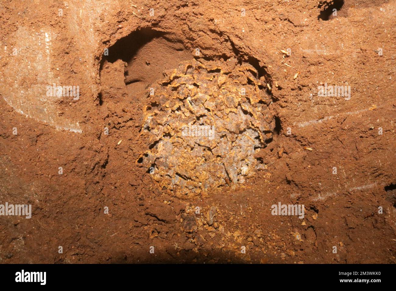 Inside termite mound Stock Photo - Alamy