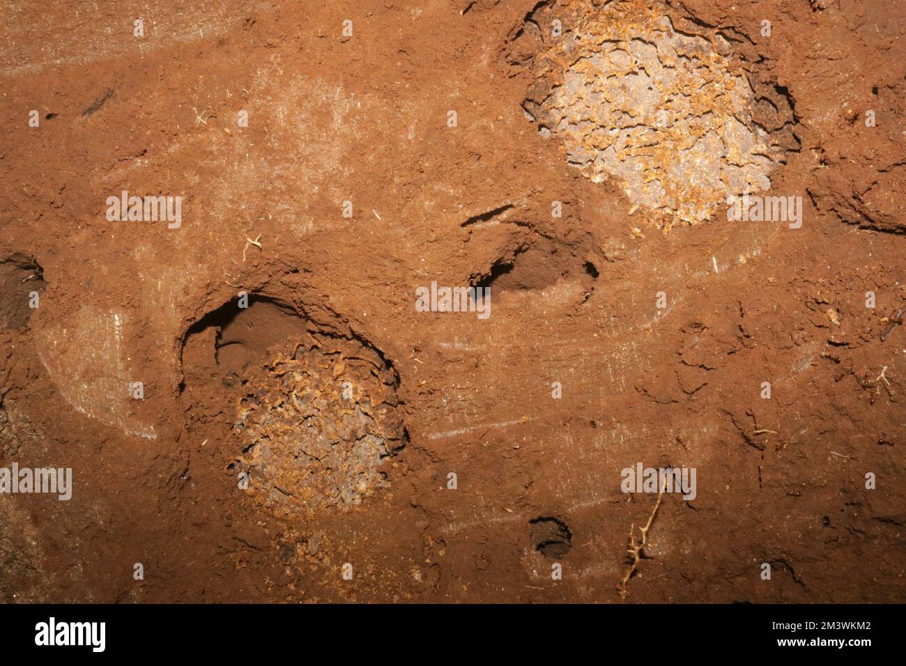 Inside termite mound Stock Photo - Alamy