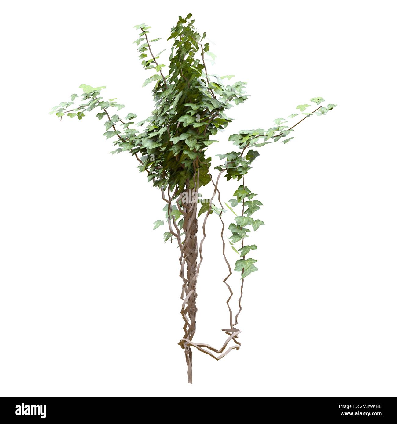 3D illustration climbing plants ivy isolated on white background Stock ...