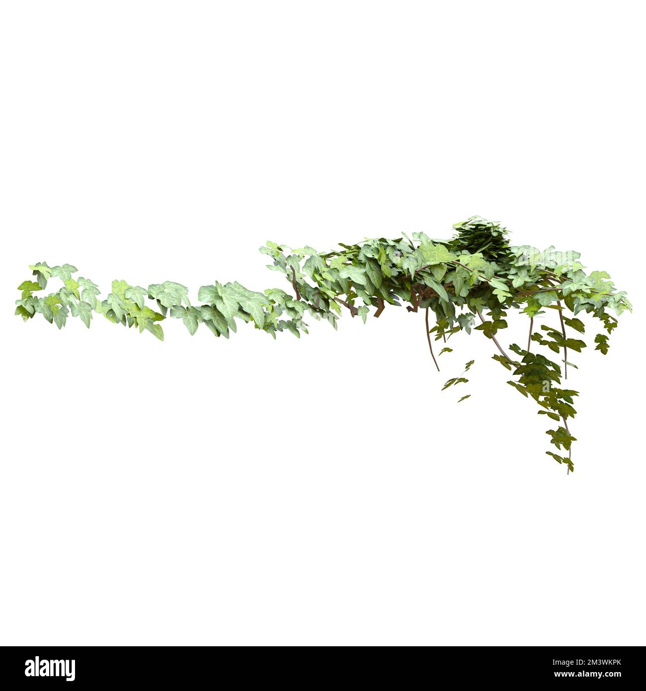 3D illustration climbing plants ivy isolated on white background Stock ...