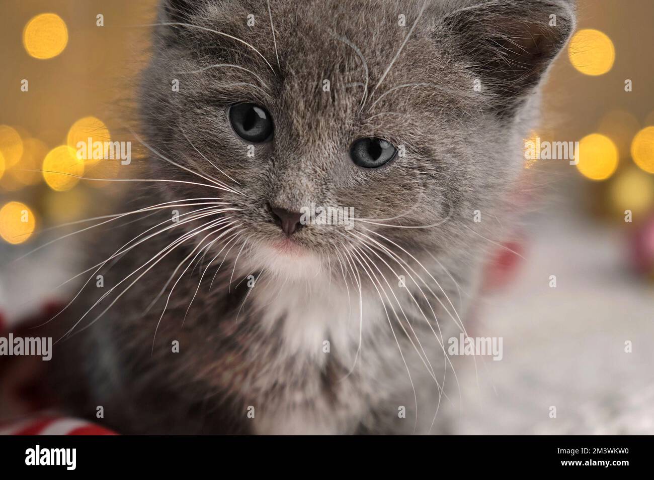 Christmas Cat. Small Gray Kitten Playing with Xmas Decorations, Balls ...