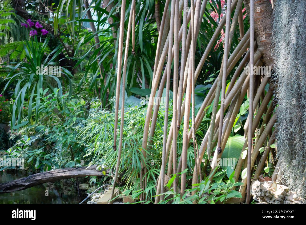 Botanical garden green branches of plant, stock photo Stock Photo - Alamy