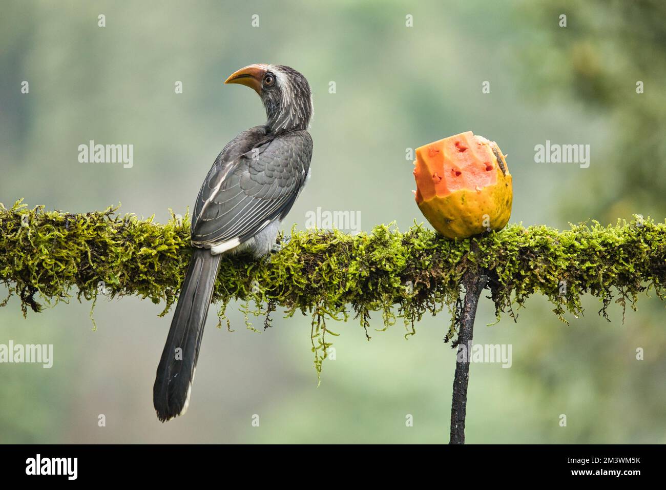 Beautiful video malabar grey hornbill hi-res stock photography and ...
