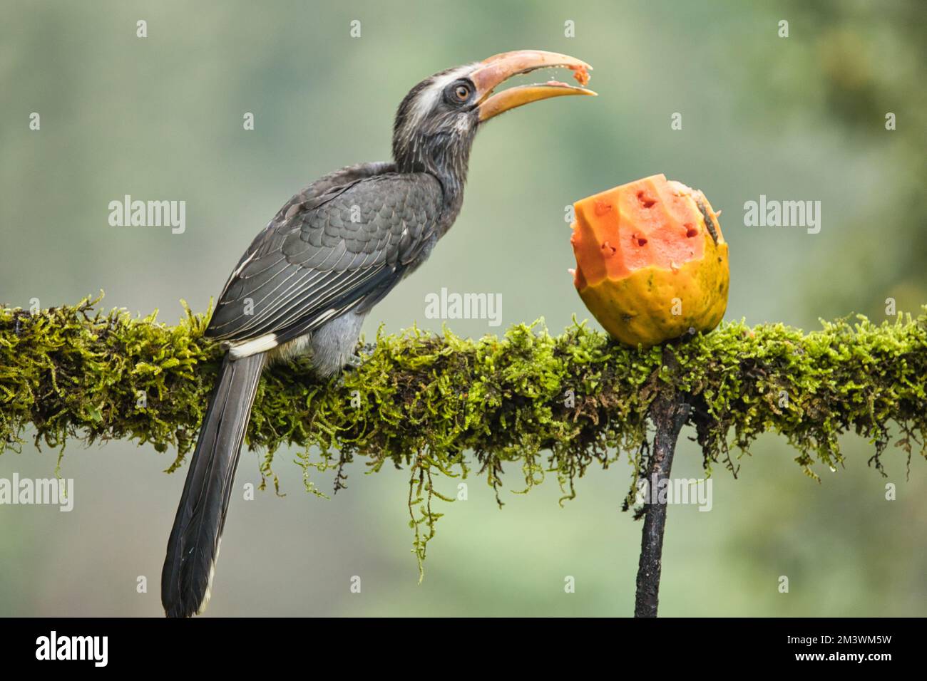 Most Beautiful Malabar Grey Hornbill having fruits with beautiful ...
