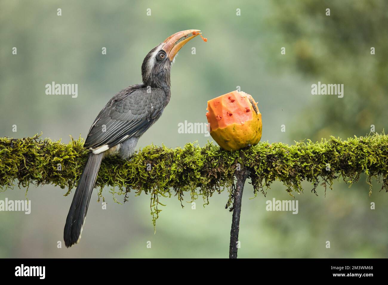 Most Beautiful Malabar Grey Hornbill having fruits with beautiful ...