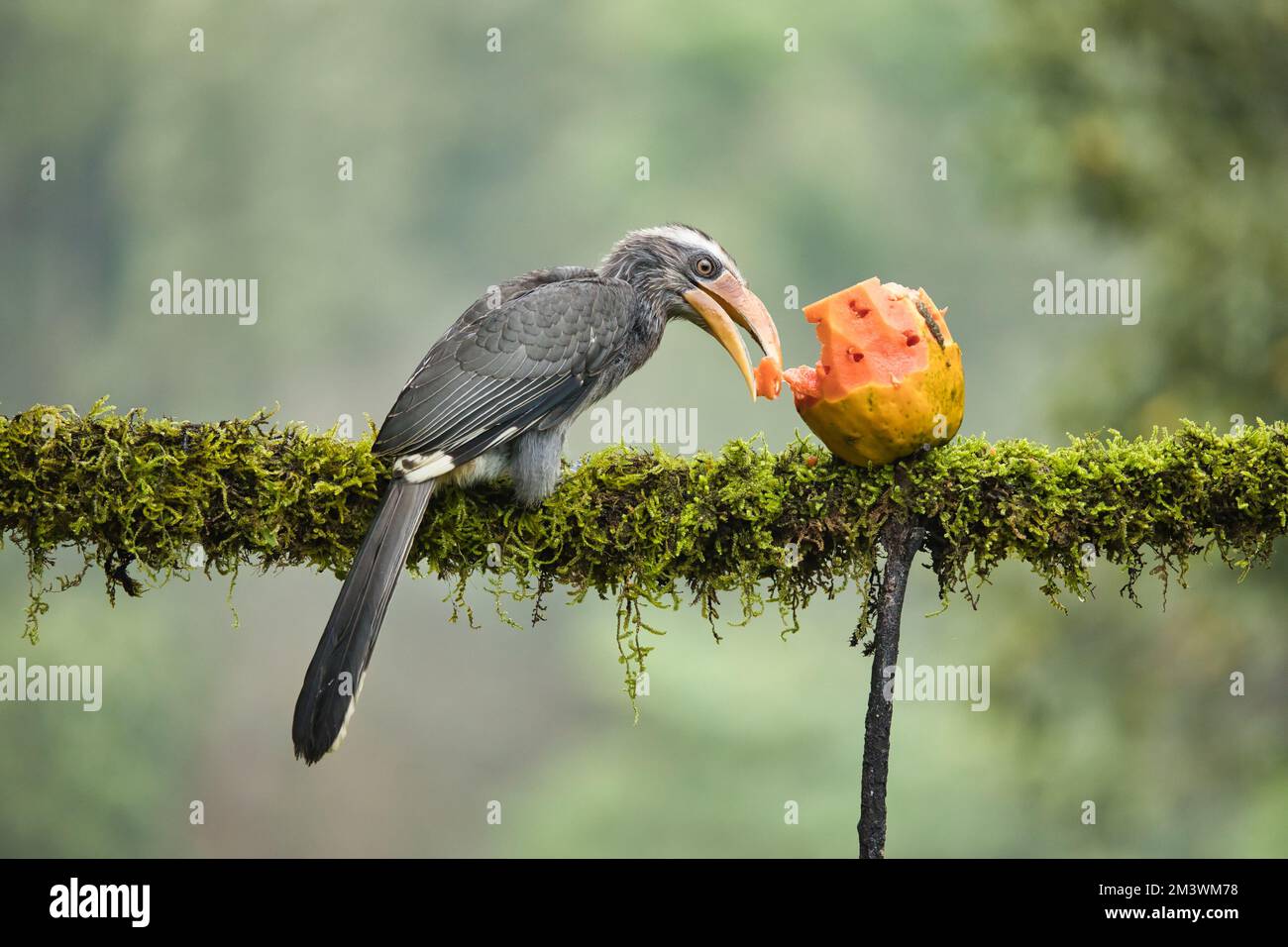 Most Beautiful Malabar Grey Hornbill having fruits with beautiful ...