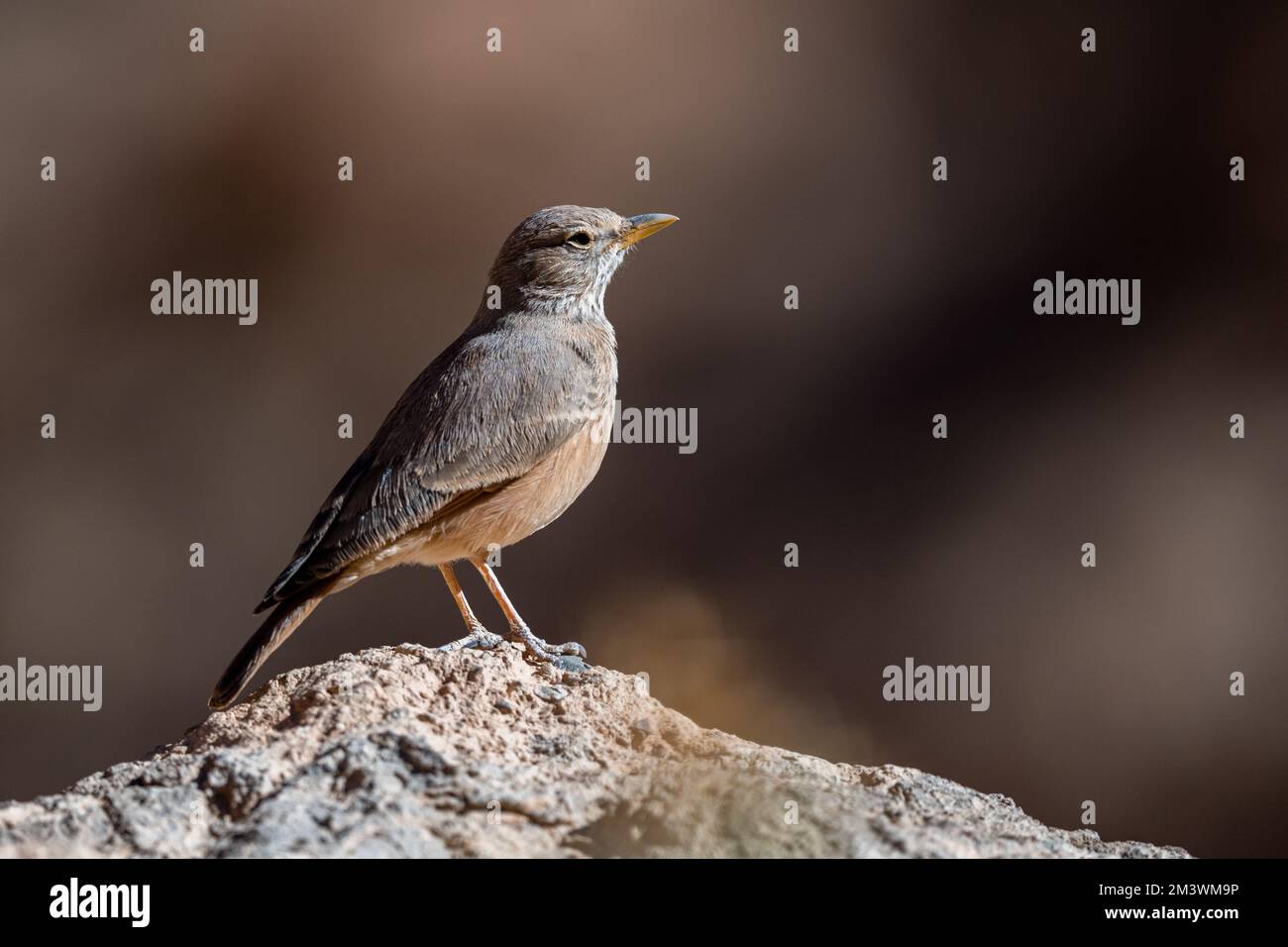 Desert lark, Ammomanes deserti. A common desert bird Stock Photo - Alamy