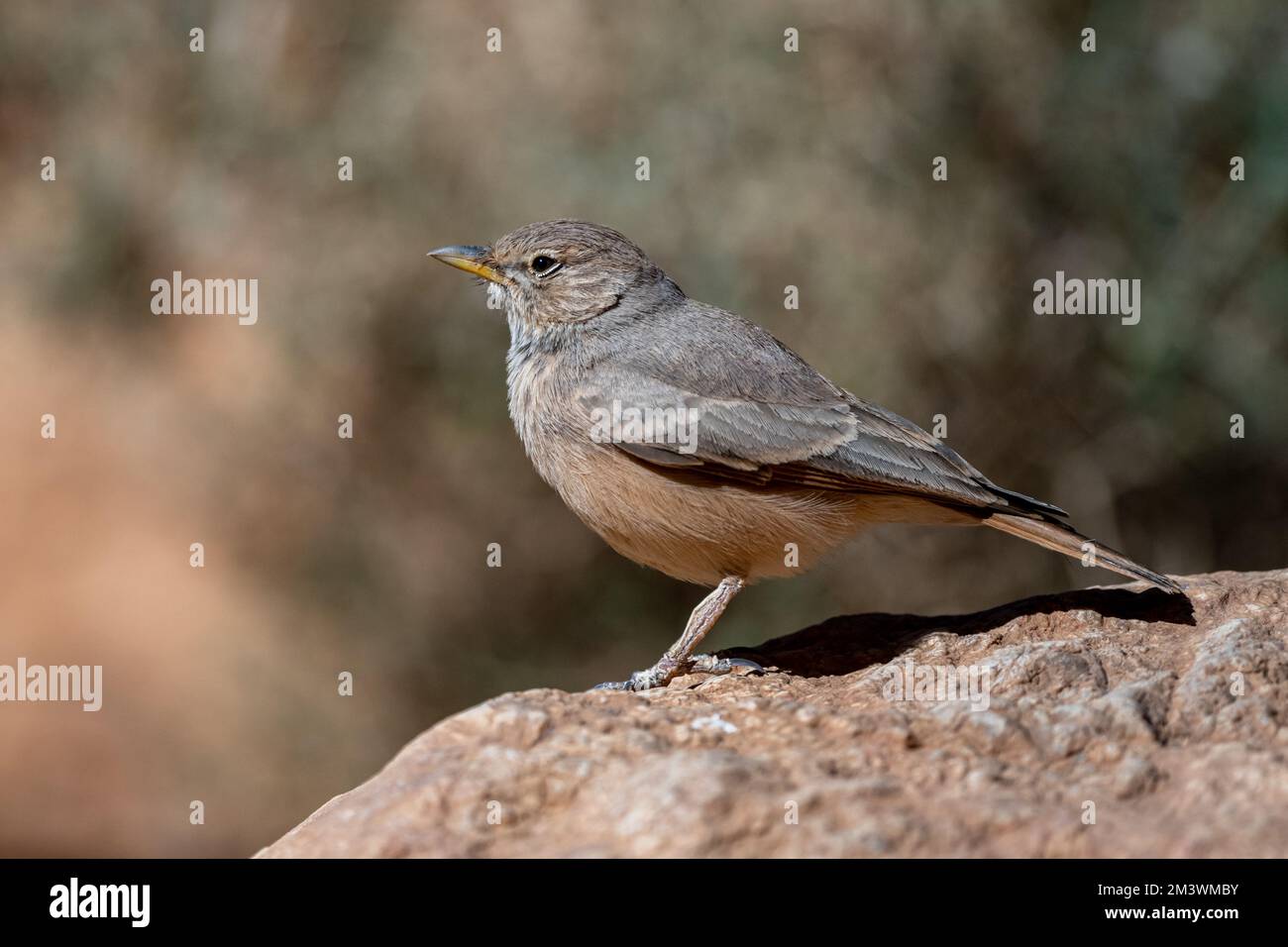 Desert lark, Ammomanes deserti. A common desert bird Stock Photo - Alamy