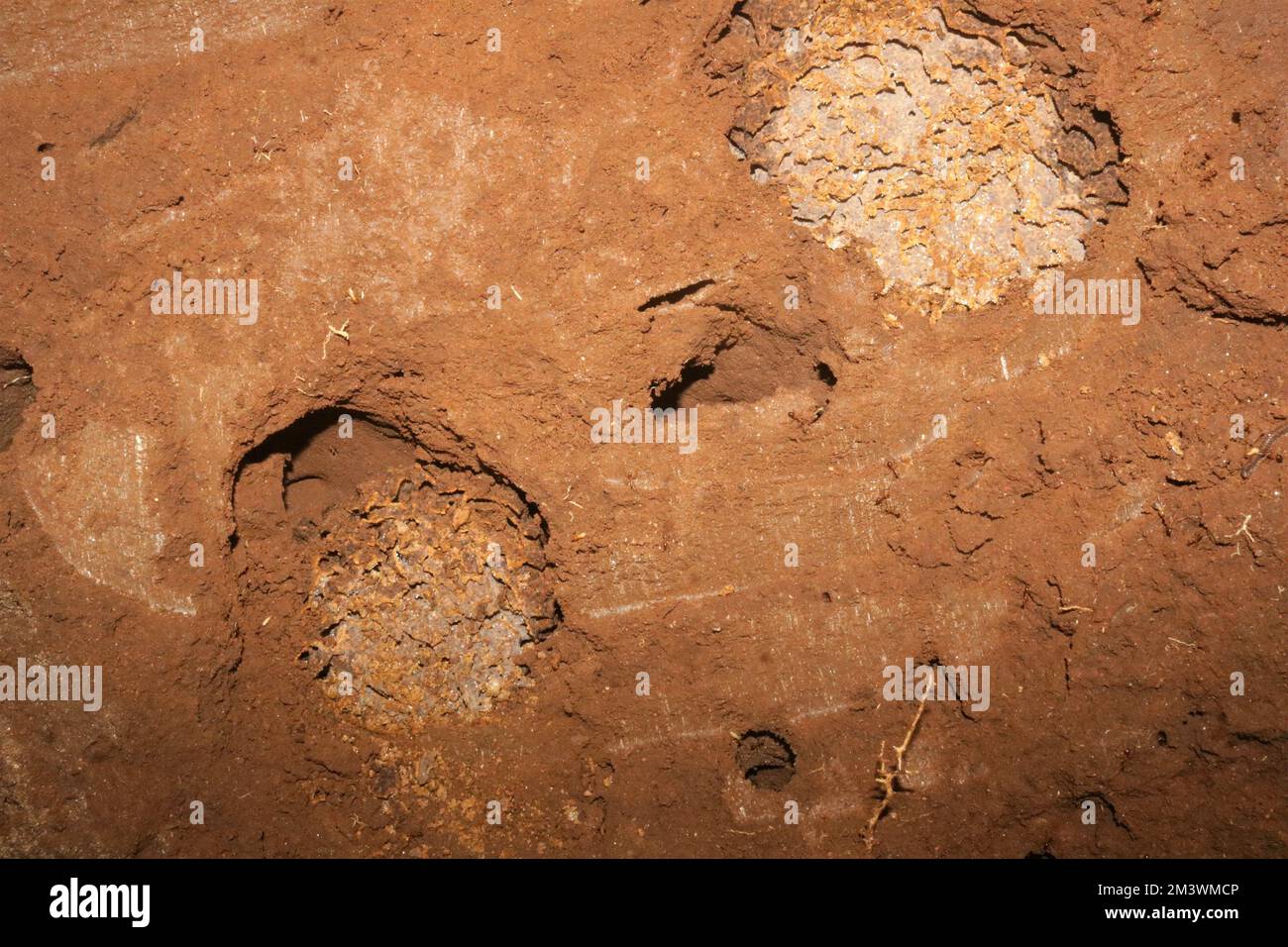 Inside termite mound Stock Photo - Alamy