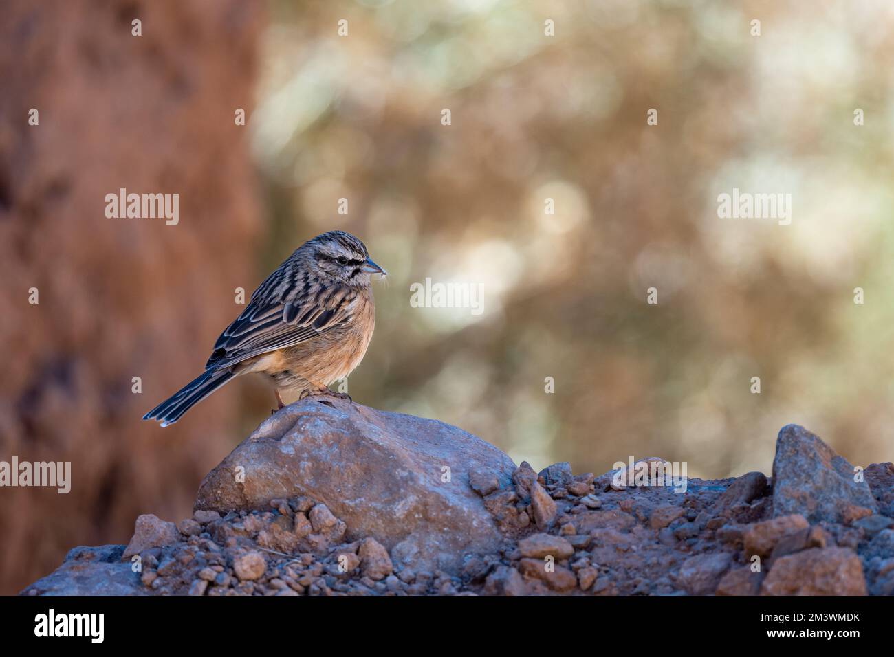 Rock bunting, Emberiza cia. A common bird in a rocky mountain landscape ...