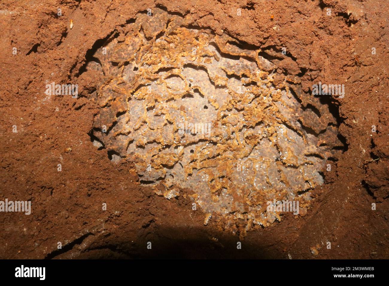 Inside termite mound Stock Photo - Alamy