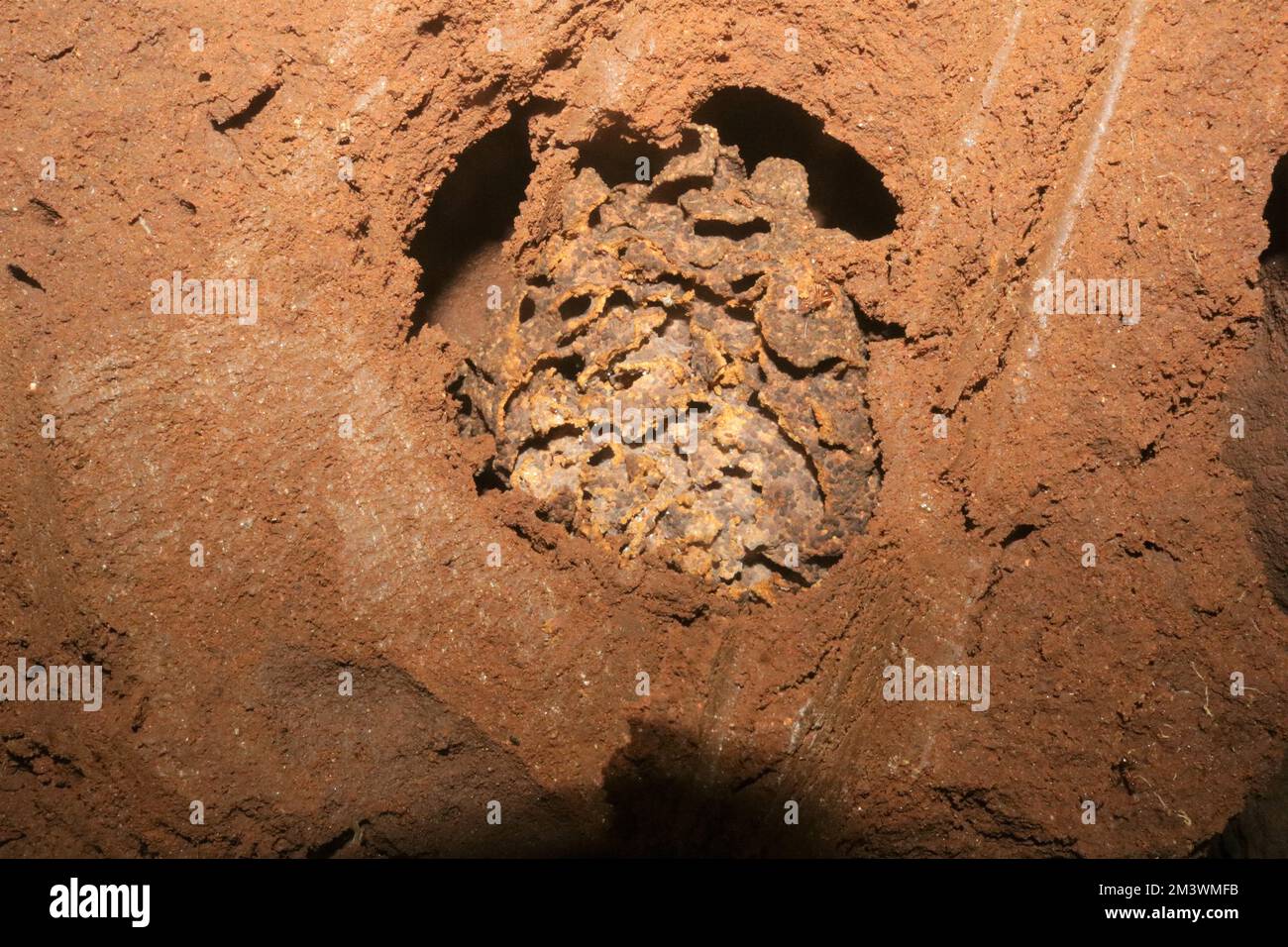 Inside termite mound Stock Photo - Alamy