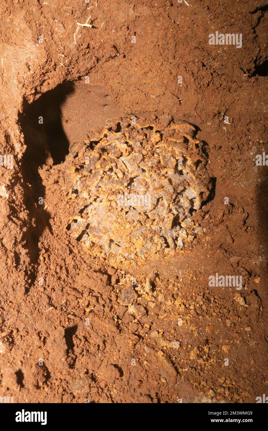 Inside termite mound Stock Photo - Alamy