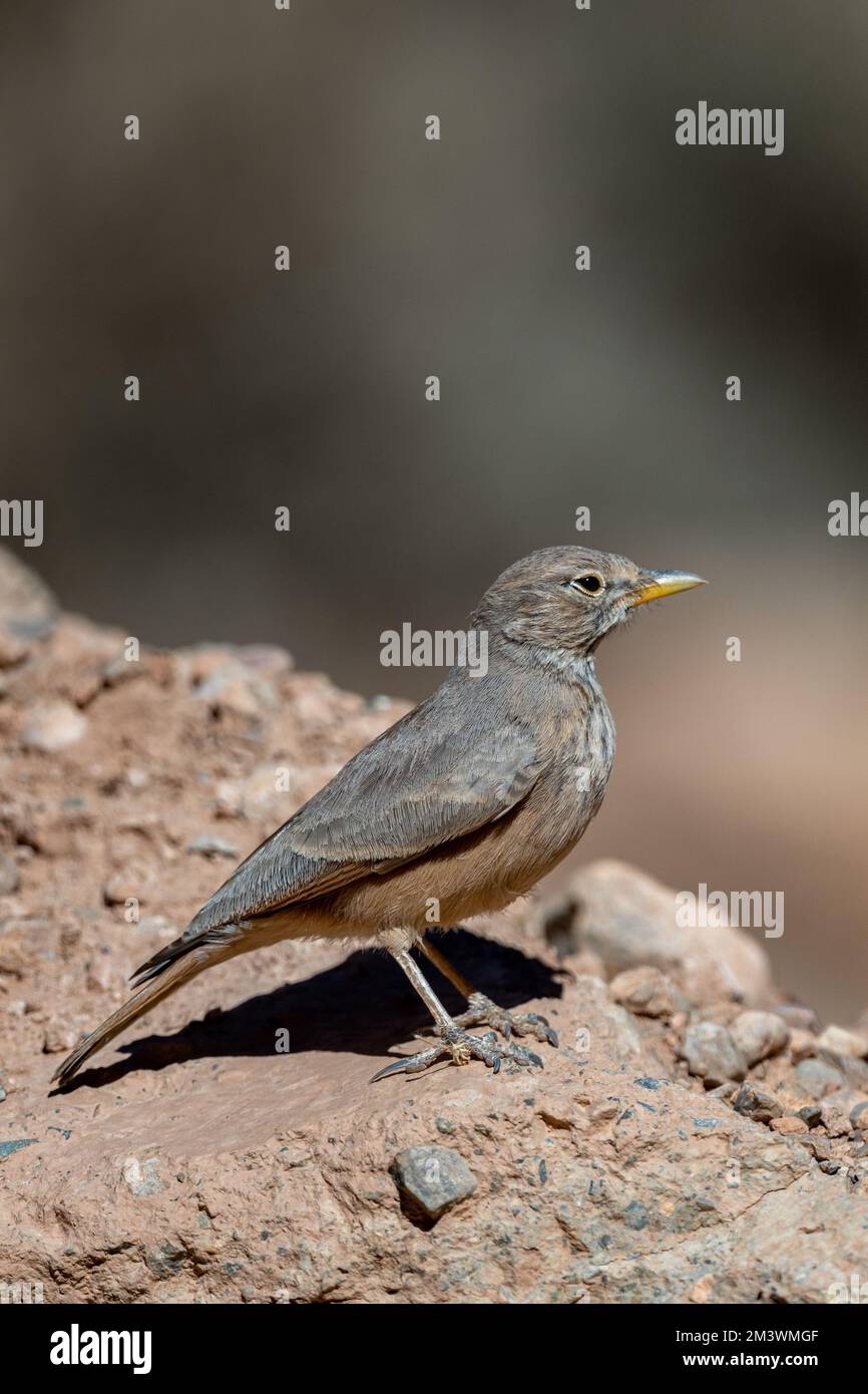 Desert lark, Ammomanes deserti. A common desert bird Stock Photo - Alamy