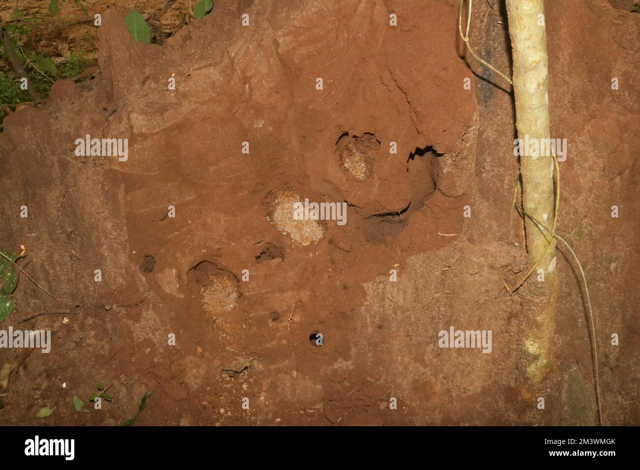 Inside termite mound Stock Photo - Alamy