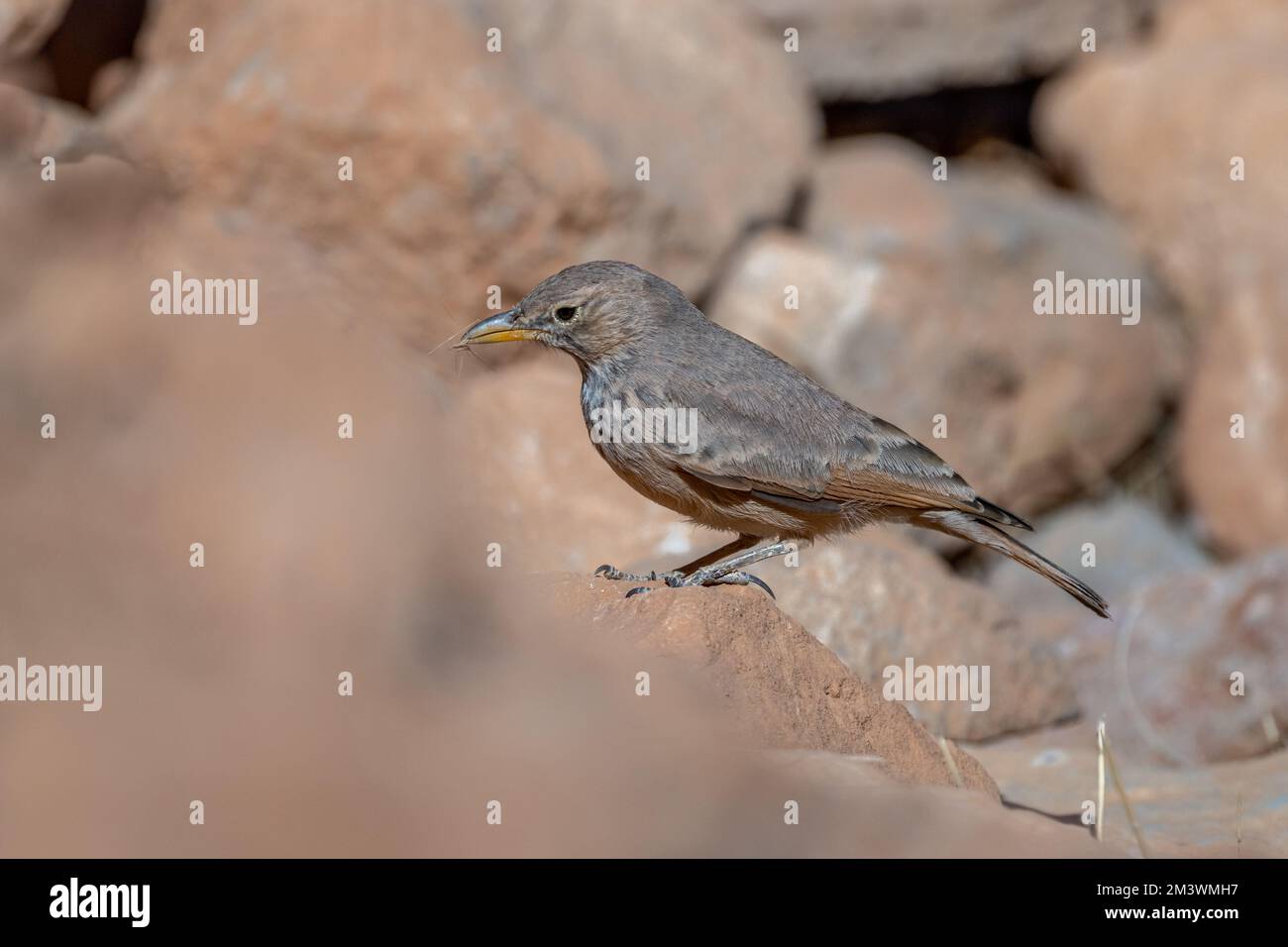 Desert lark, Ammomanes deserti. A common desert bird Stock Photo - Alamy