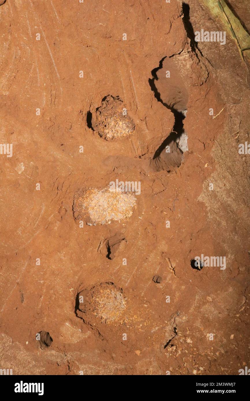 Inside termite mound Stock Photo - Alamy