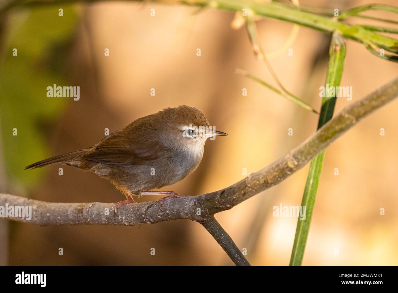 Common Nightingale, Rufous Nightingale, Luscinia megarhynchos Stock ...