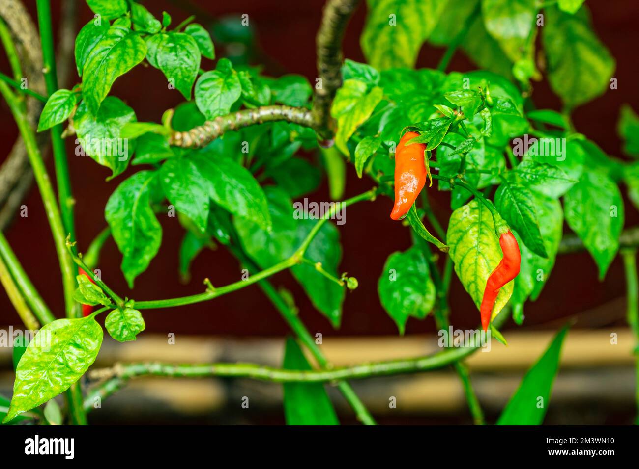 Natural red hot chili peppers on a tree Stock Photo - Alamy