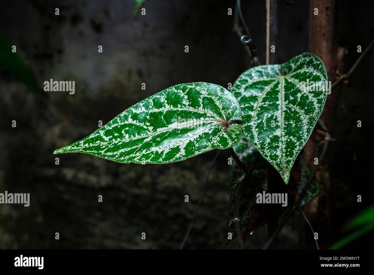 Indonesian traditional herbs plants, the Celebes pepper (Piper ornatum ...