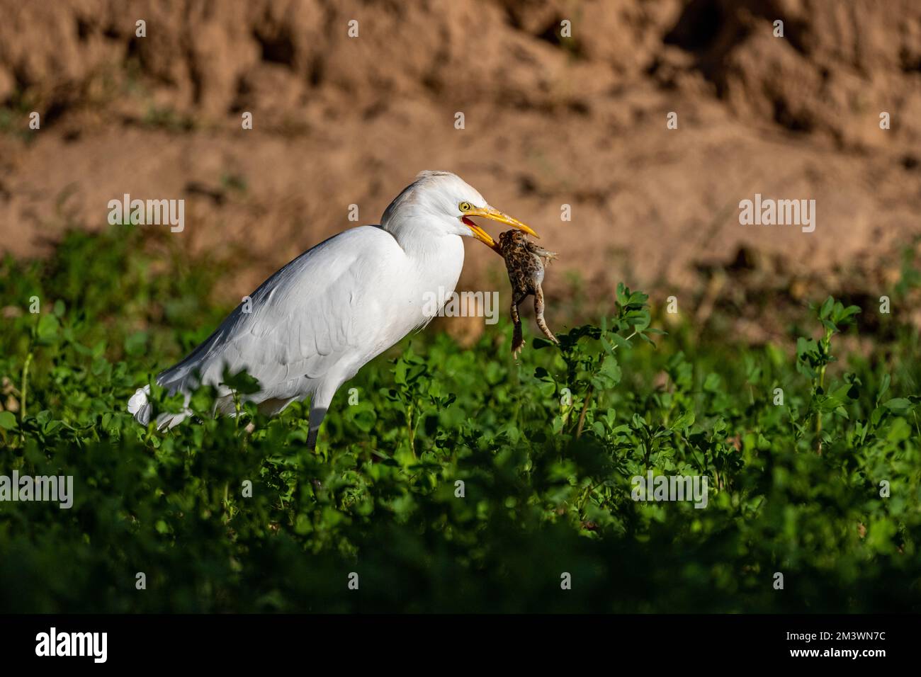 Bird with a caught toad.. Cattle egret, bubulcus ibis, Morocco Stock ...