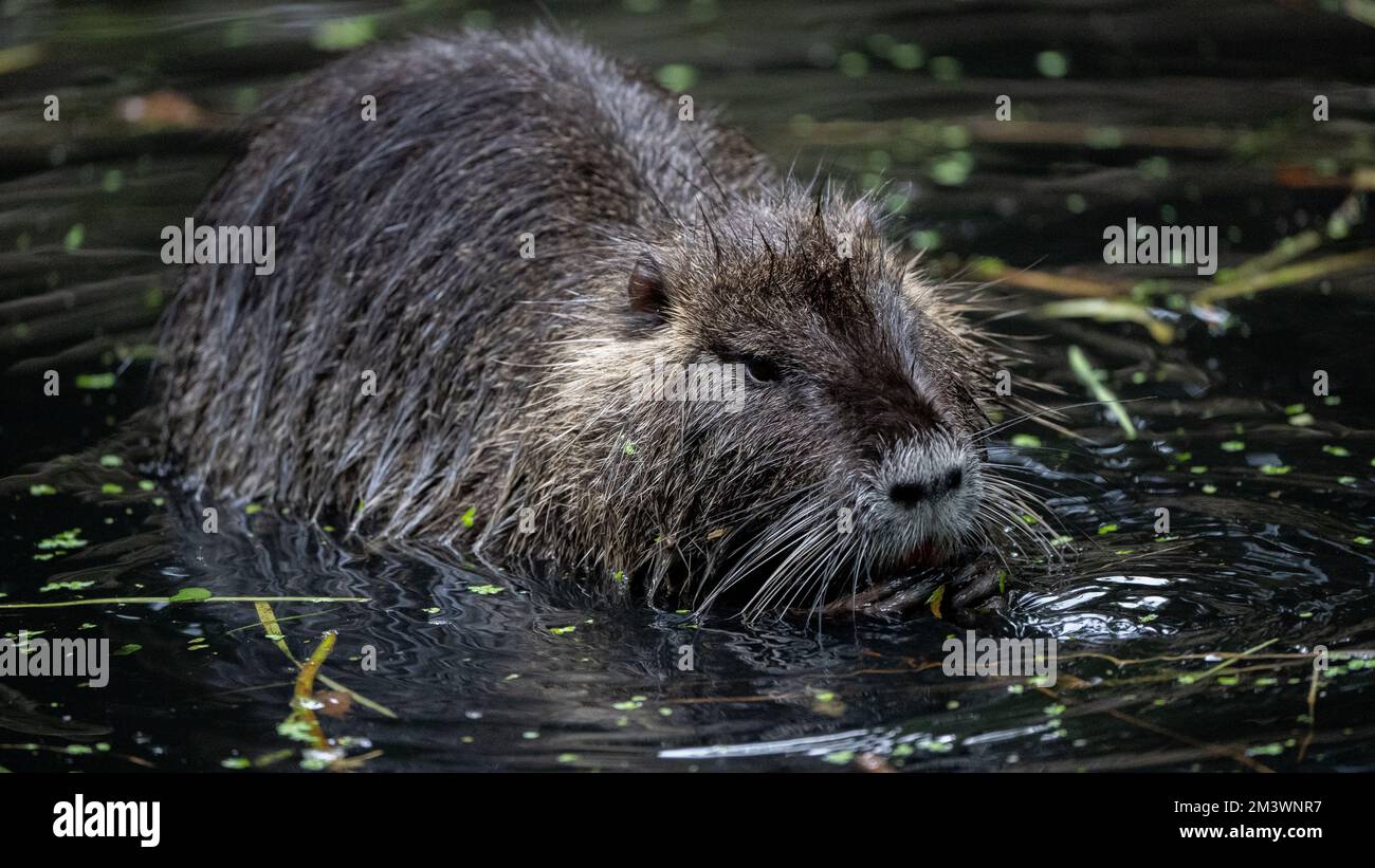 A closeup shot of a nutria with wet hair in the water outdoors in ...