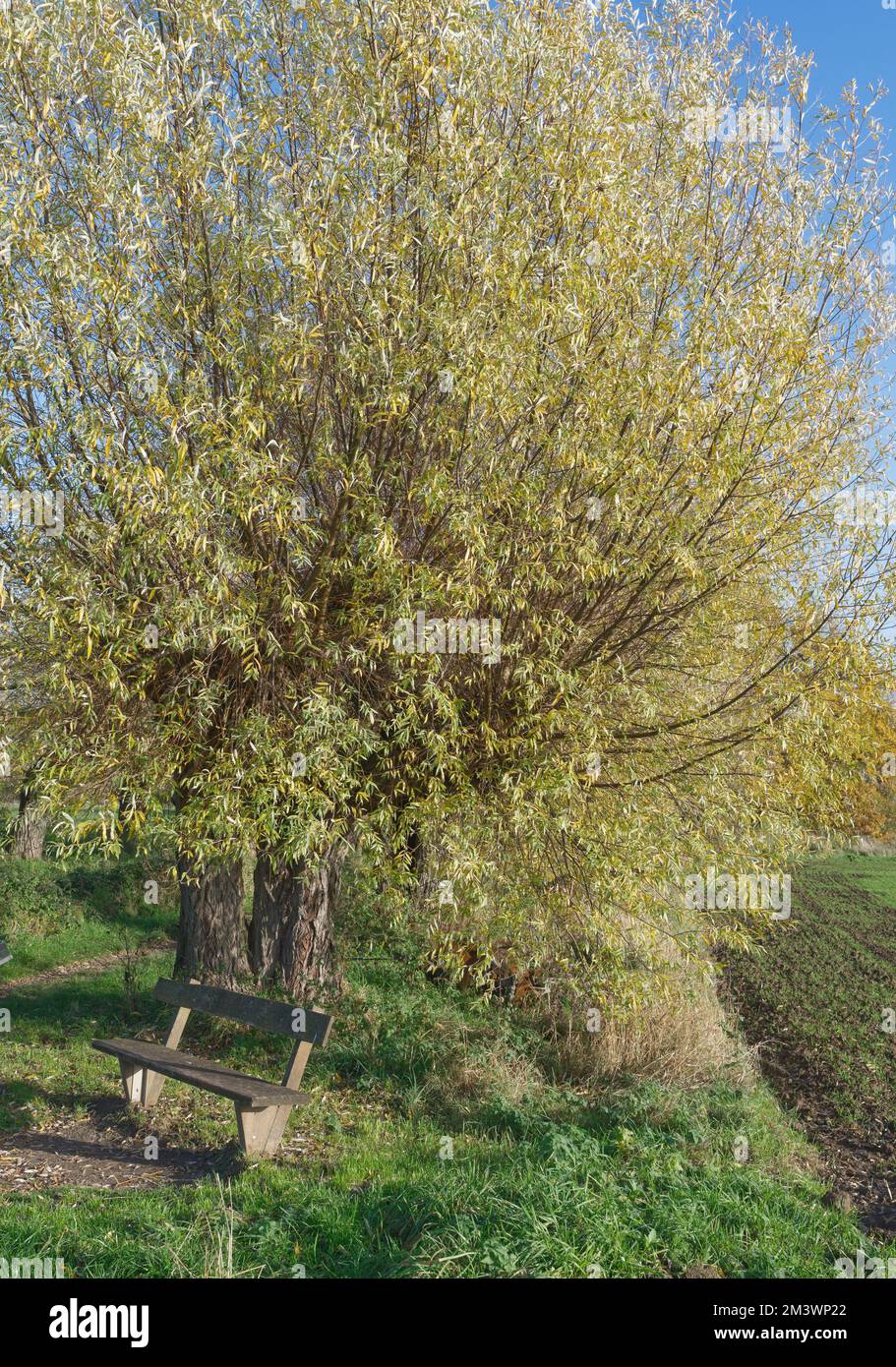 Common osier willow hi-res stock photography and images - Alamy