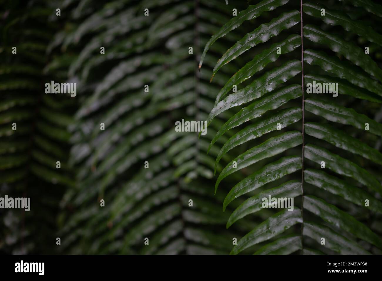Mostly blurred fern leaves background. Closeup of lush giant sword fern ...