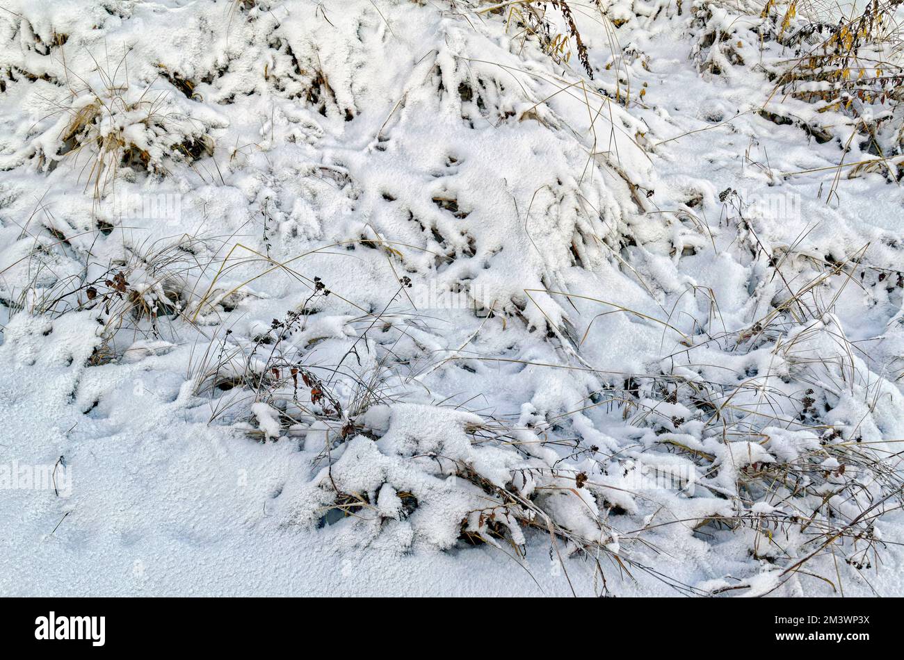 Close-up of a bush of dry yellow grass on a snowy field in a winter day ...
